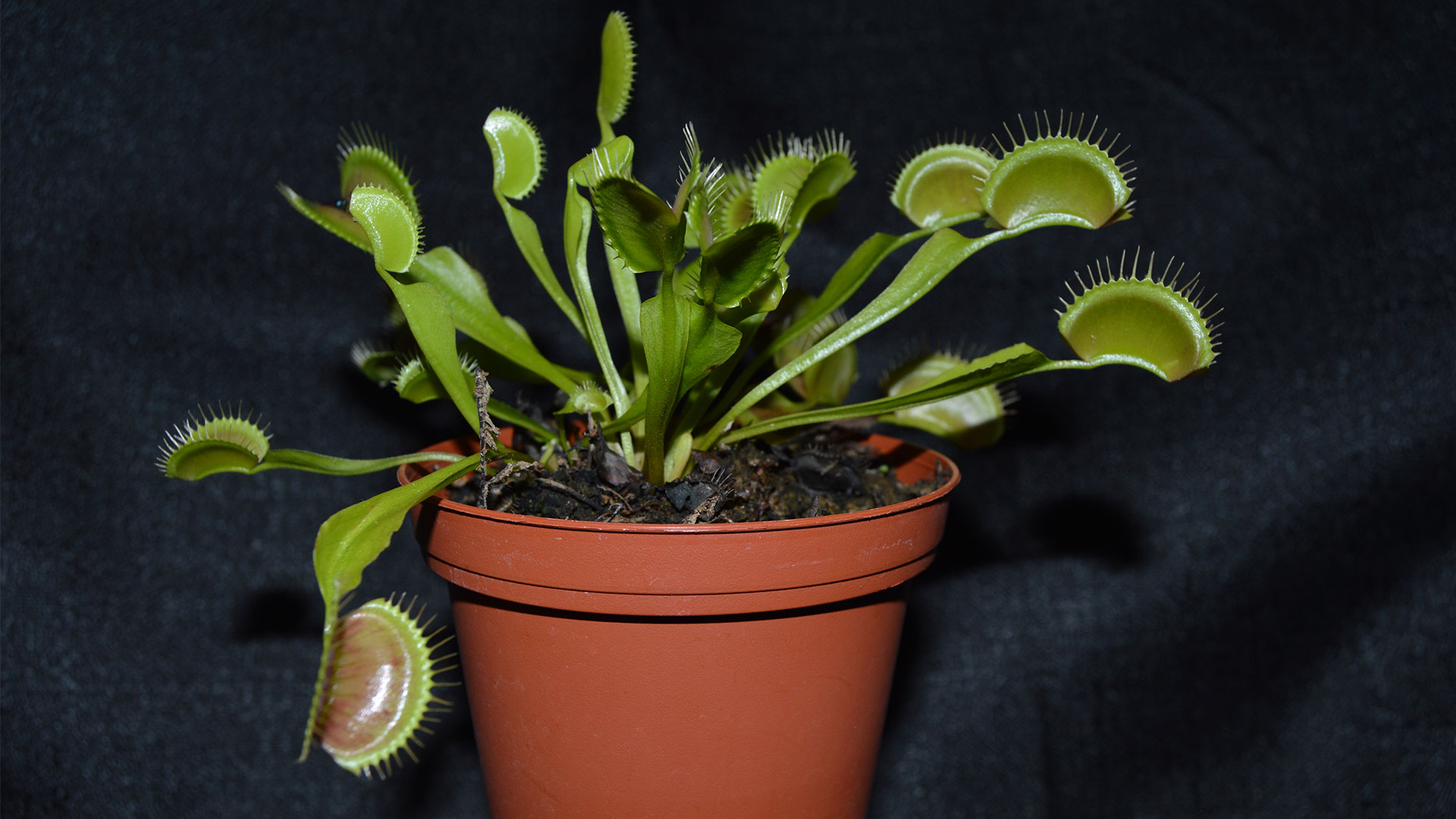 1x Adult Plant: Classic Venus Flytrap Dionaea Muscipula ...